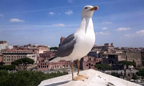 Sammy the Seagull - theDIBB