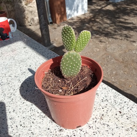 Mickey mouse cacti - theDIBB
